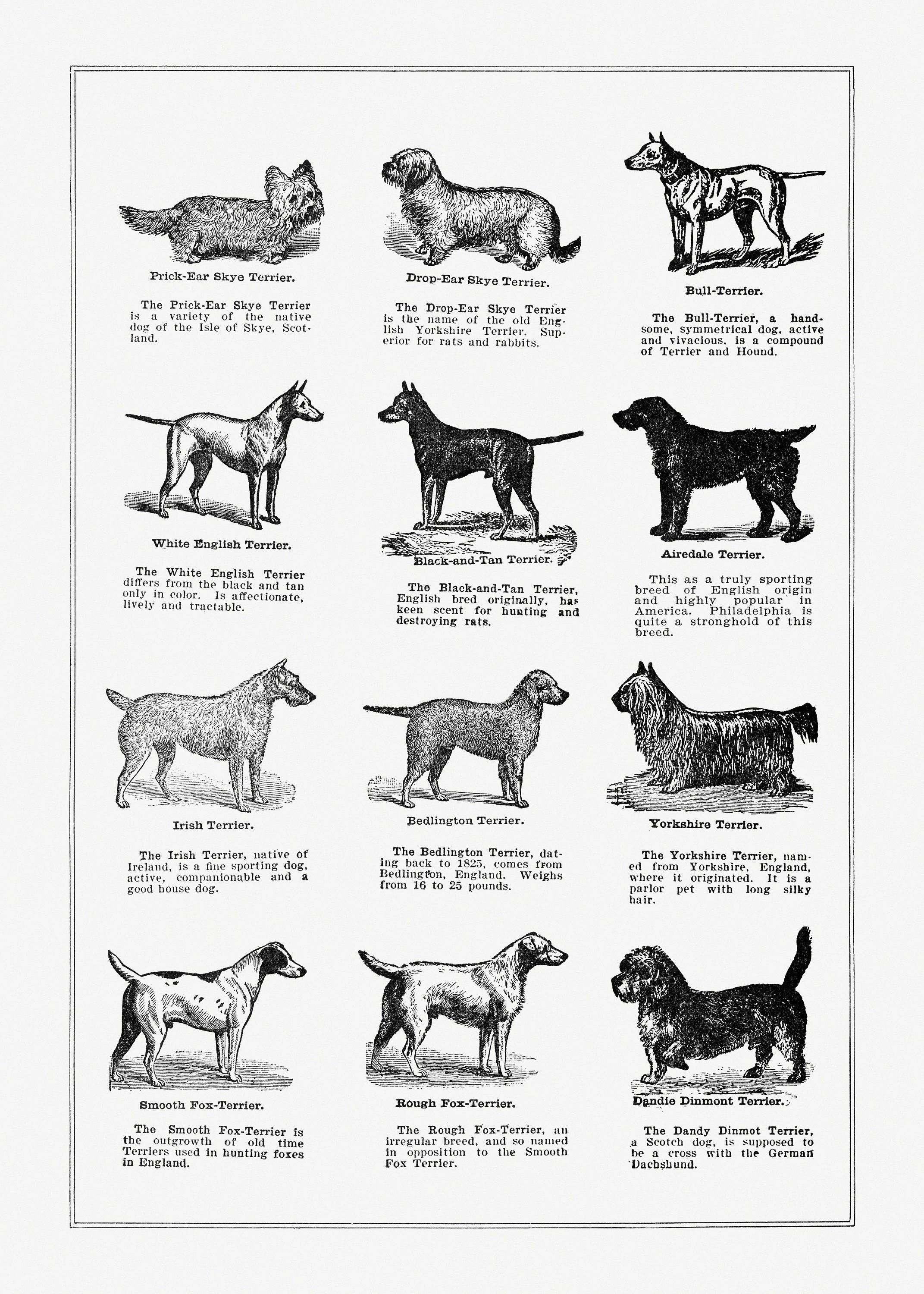 Public Domain Variety of Dogs Number 1 Wall Art 24 Inches Wide by 36 ...