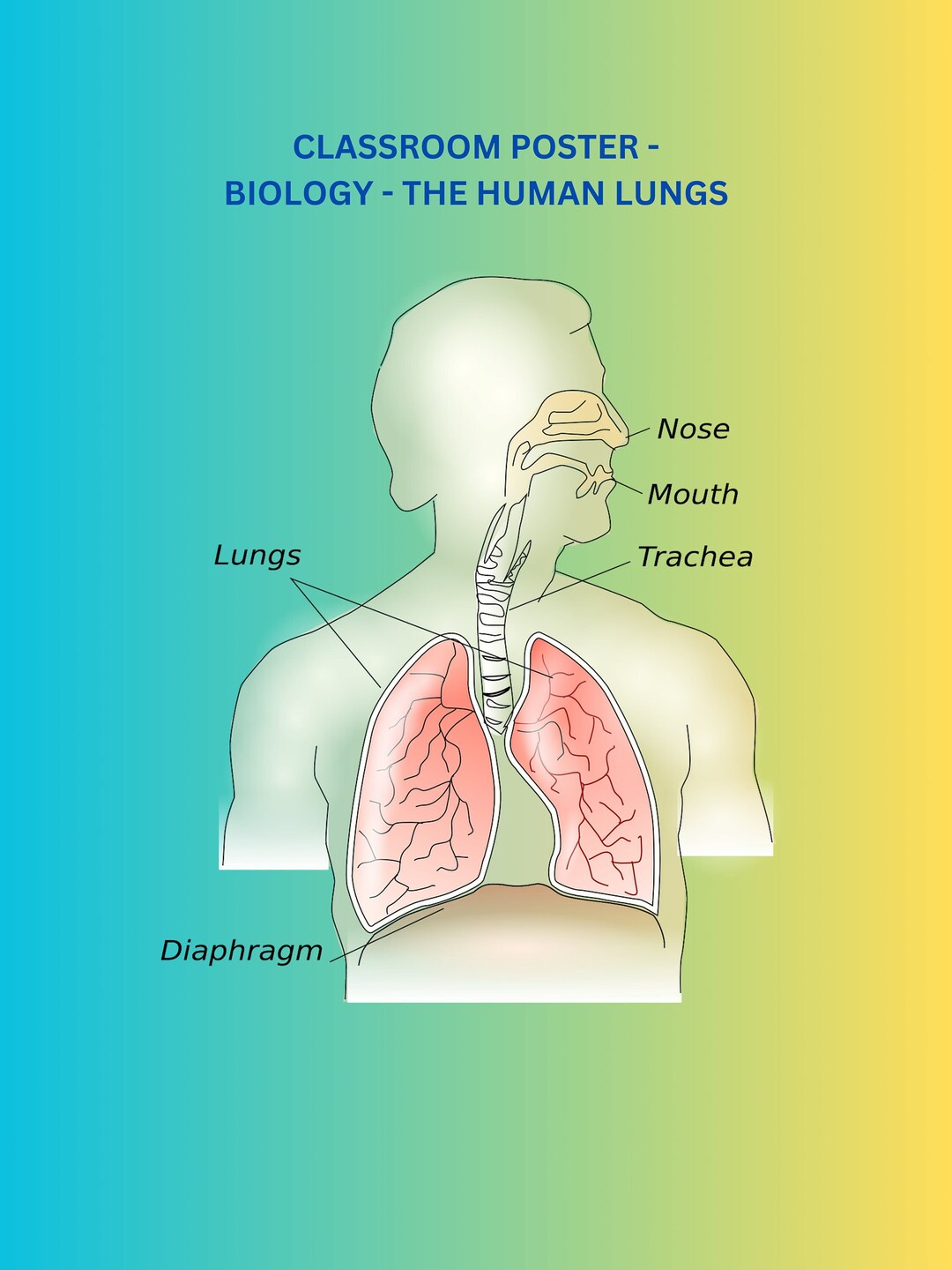 Classroom Poster - Biology - the Human Lungs - 36 Inches Wide by 48 ...