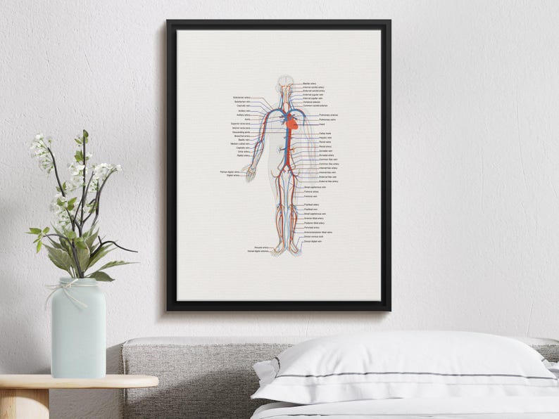Human Anatomy Circulatory System Poster Education Chart, Medical School ...