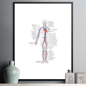 Human Anatomy Circulatory System Poster Education Chart, Medical School ...