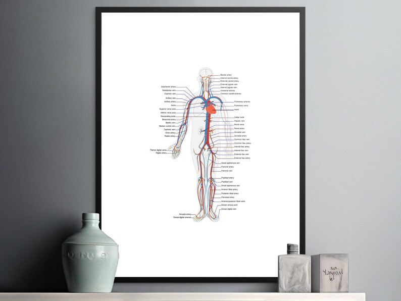 Human Anatomy Circulatory System Poster Education Chart, Medical School ...