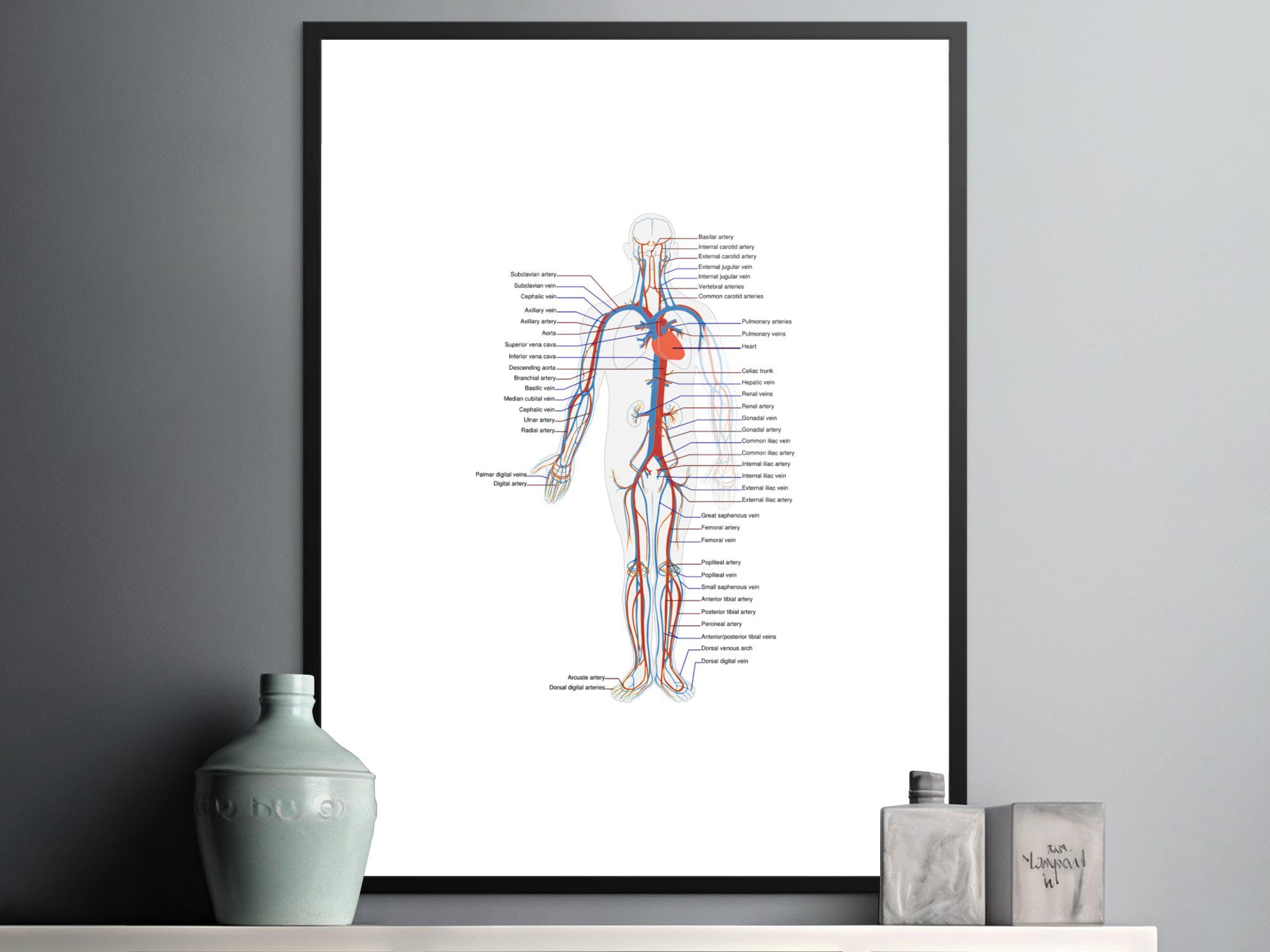 Human Anatomy Circulatory System Poster Education Chart, Medical School ...