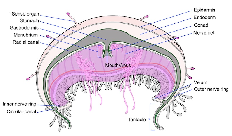 Classroom Poster - Anatomy - the Jellyfish - 40 Inches Wide by 27 ...