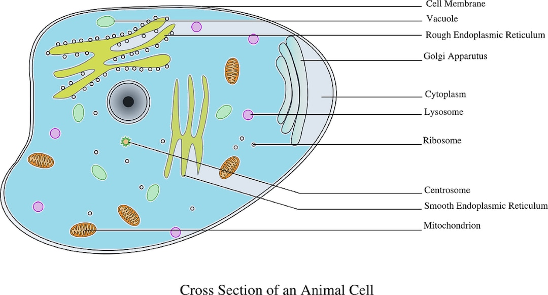 Classroom Poster Biology the Animal Cell 27 Inches Wide by 40 Inches ...