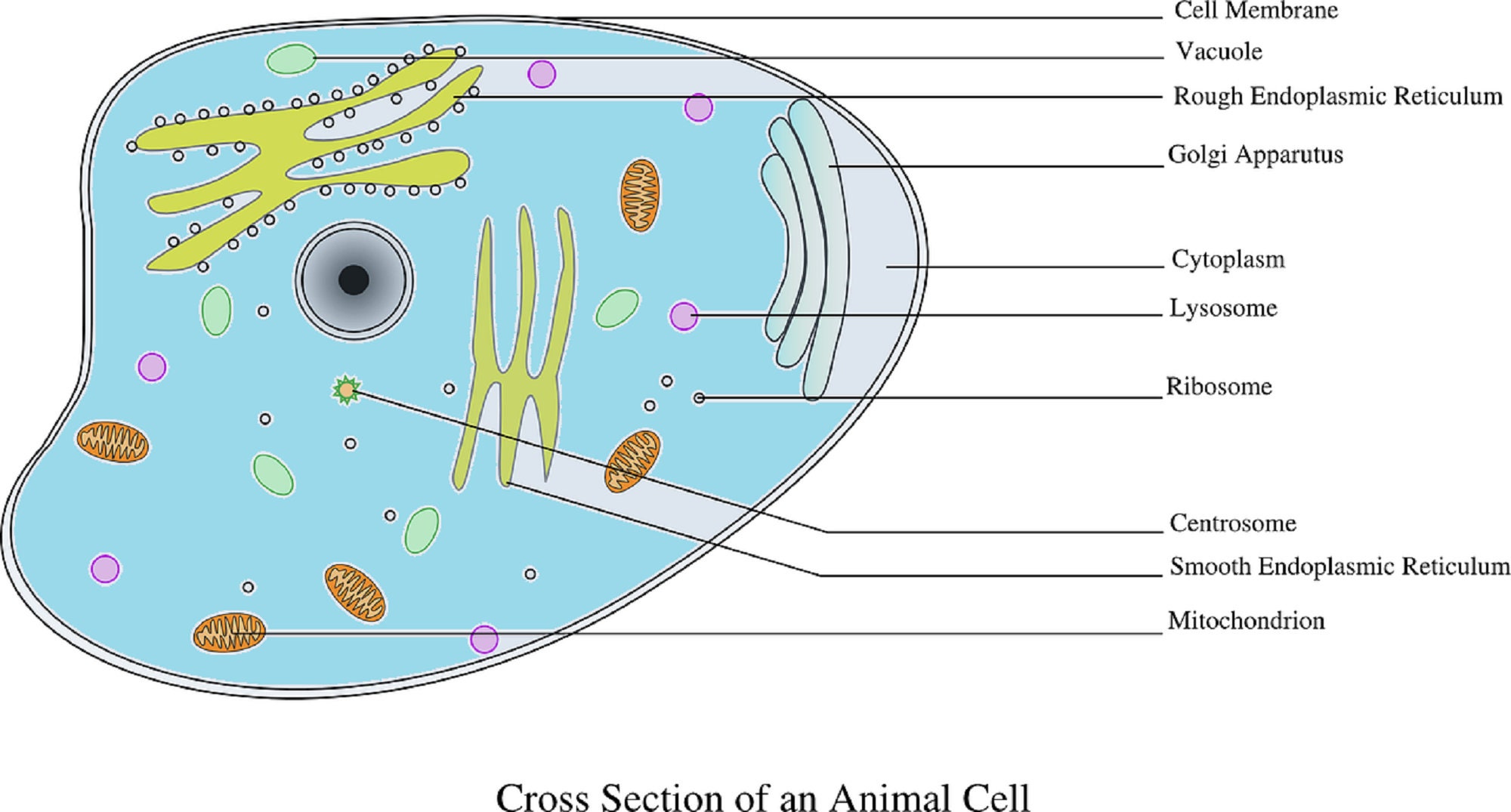 Animal Cell Wall