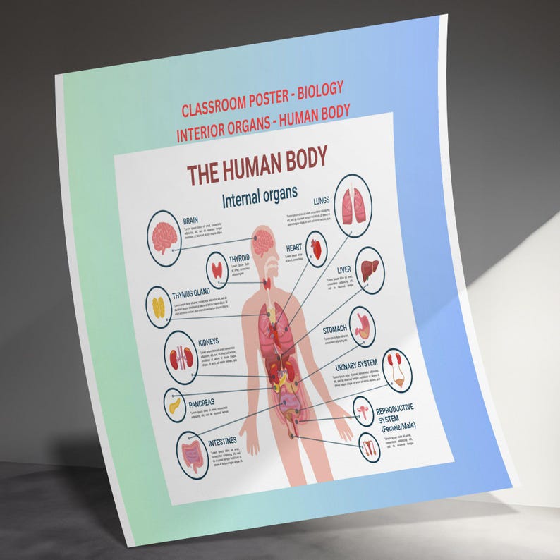 Classroom Poster Biology Chart, Human Body Internal Organs, Anatomy ...