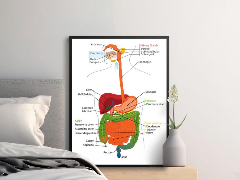 Human Digestive System Poster, Educational Anatomy Chart, Medical ...