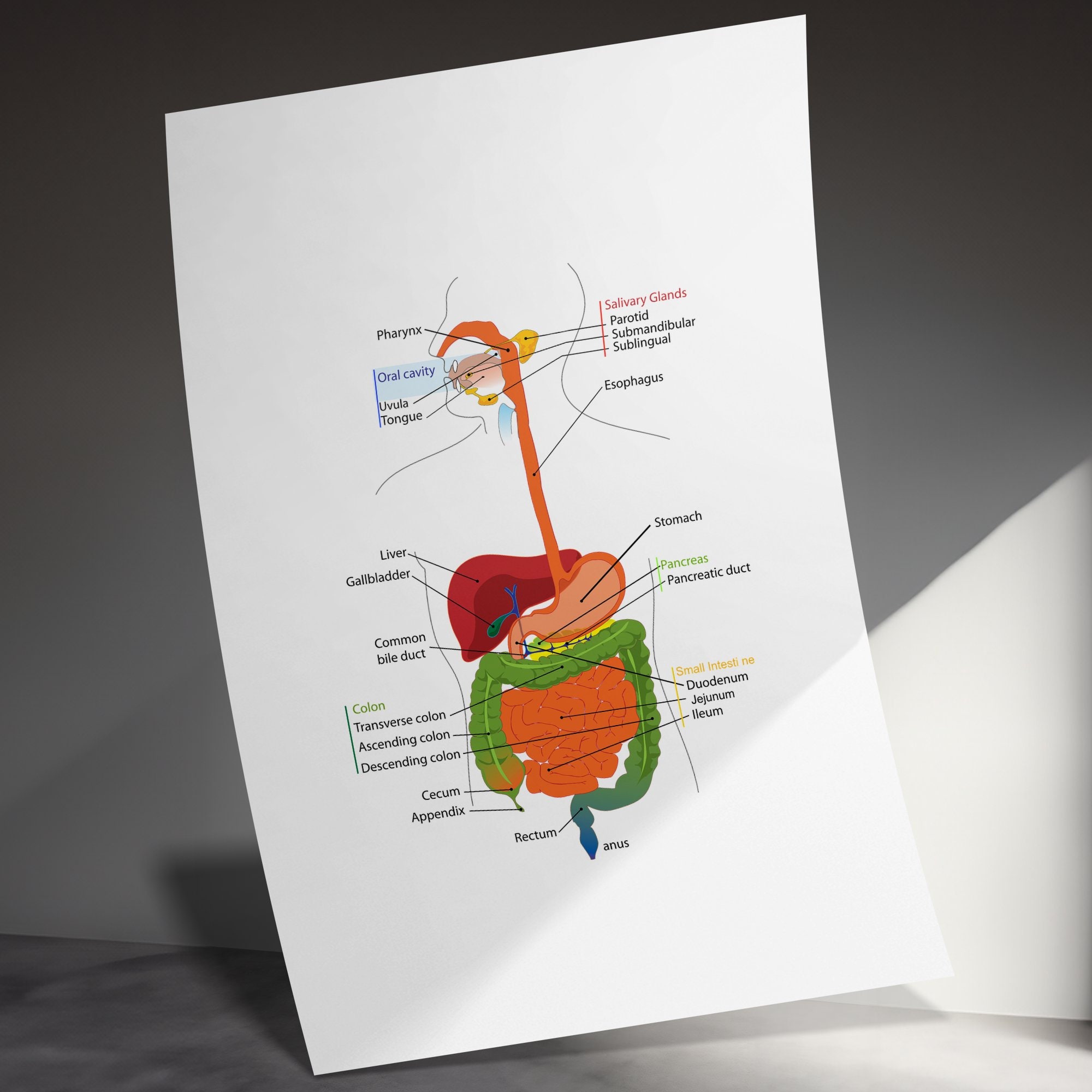 Digestive System Wall Art, Anatomical Wall Decor, Medical Student Gift ...