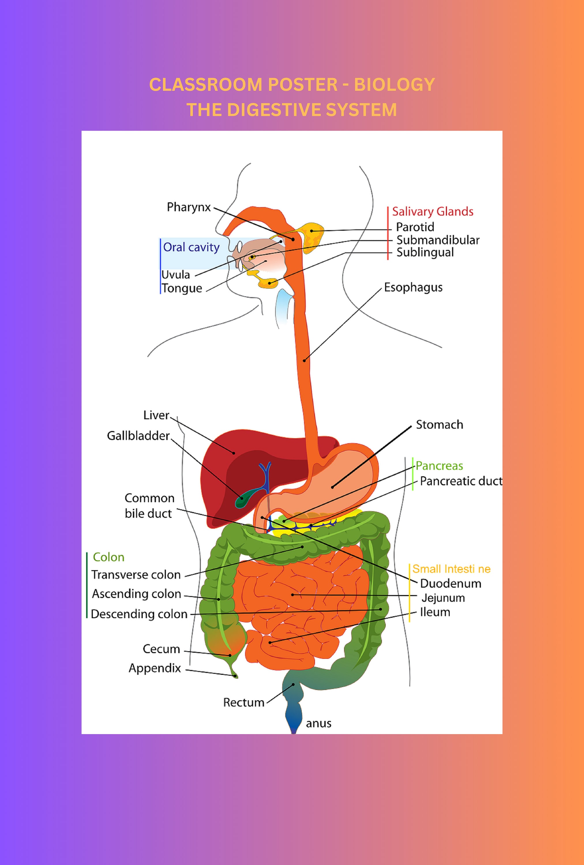 Classroom Poster - Biology - the Digestive System - Purple and Orange ...