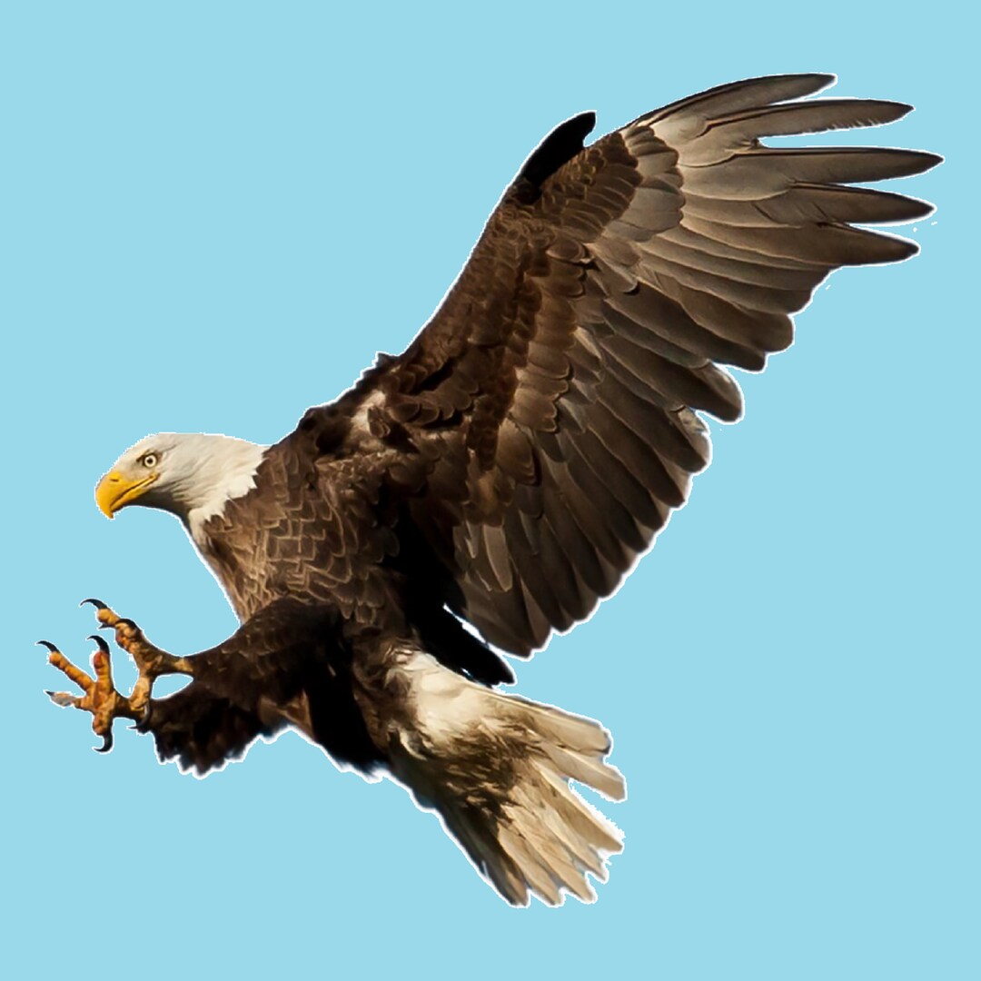 Digital Birds of Prey Wall Art the Golden Eagle - Etsy