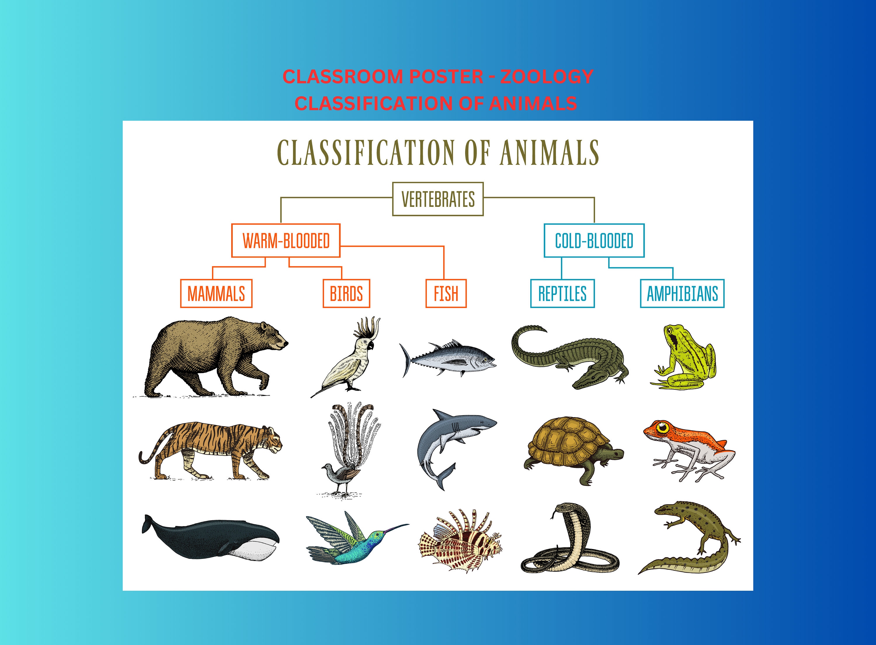 Classroom Poster - Zoology - Classification of Animals - 38 Inches Wide ...