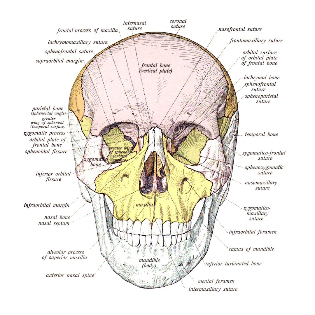 Classroom Poster - Biology - the Human Skull - 30 Inches Wide by 30 ...