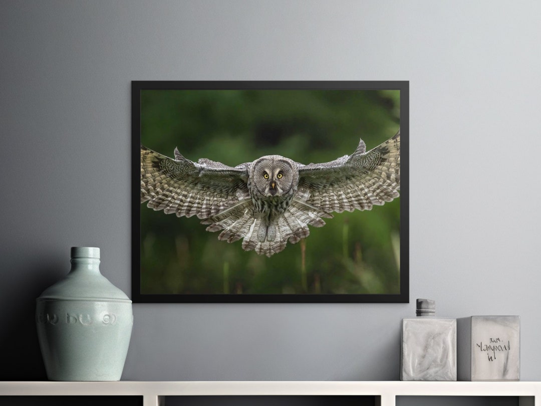 Great Gray Owl in Flight Wall Art, Wildlife Photography, Nature ...