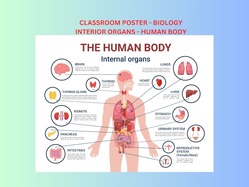 Classroom Poster - Biology - Internal Organs - 32 Inches Wide by 24 ...