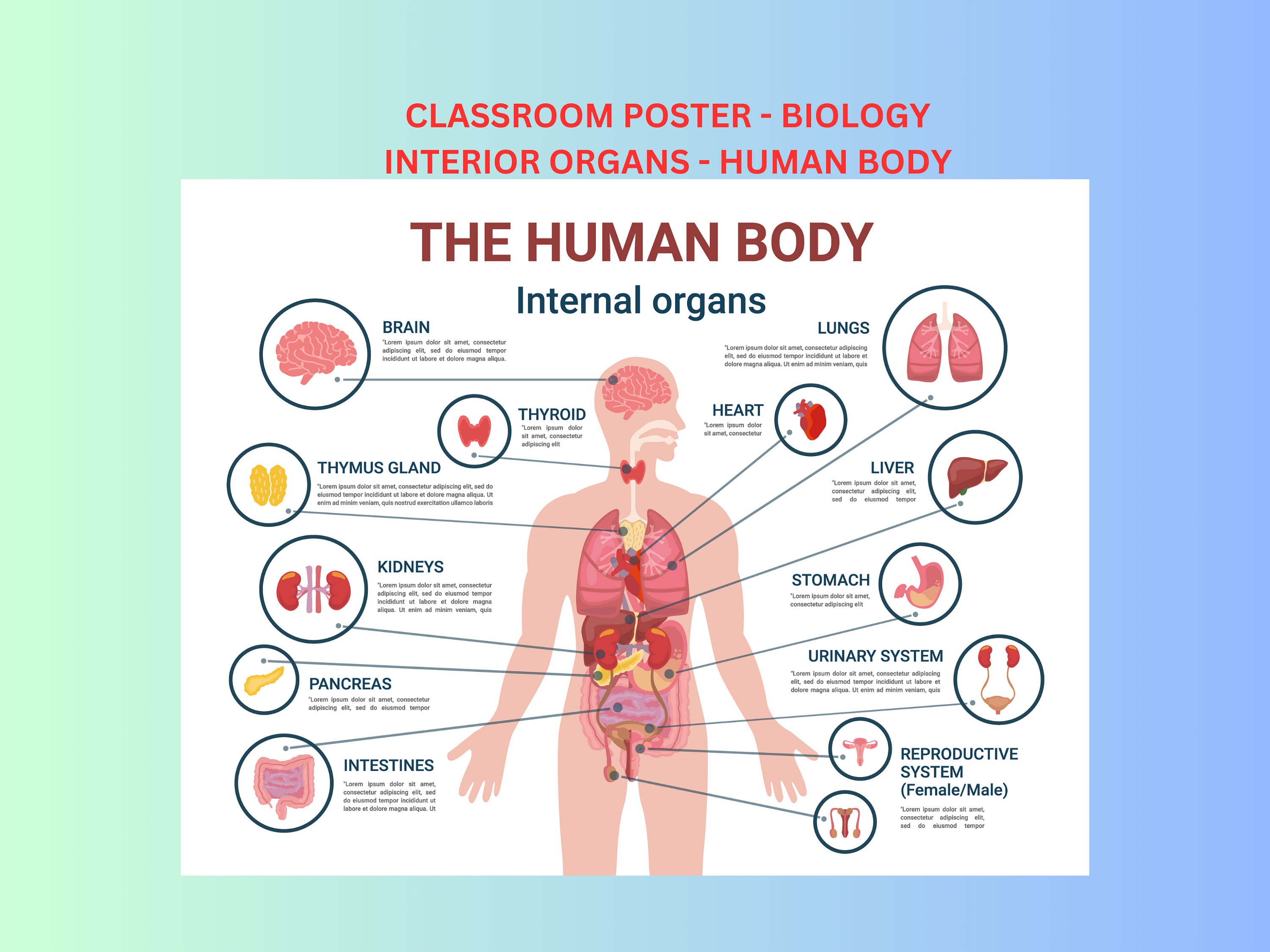 Classroom Poster - Biology - Internal Organs - 32 Inches Wide by 24 ...