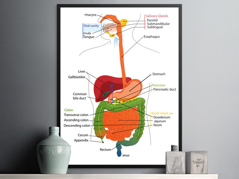 Human Digestive System Poster, Educational Anatomy Chart, Medical ...