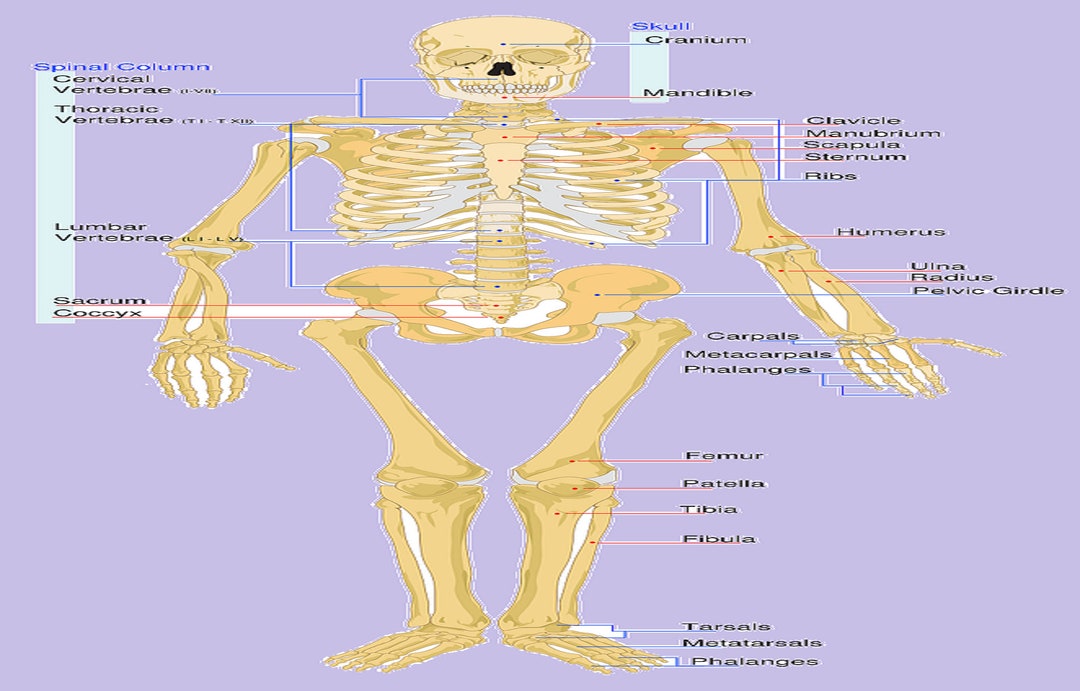Classroom Poster - Biology - the Human Skeleton - 27 Inches Wide by 40 ...