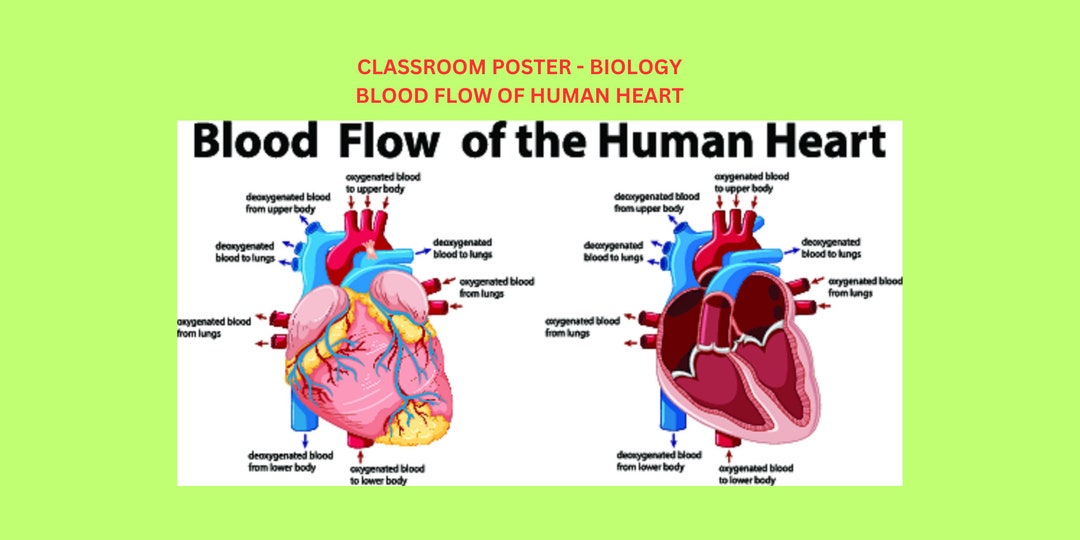 Classroom Poster Blood Flow of the Human Heart 22 Inches Wide by 11 ...