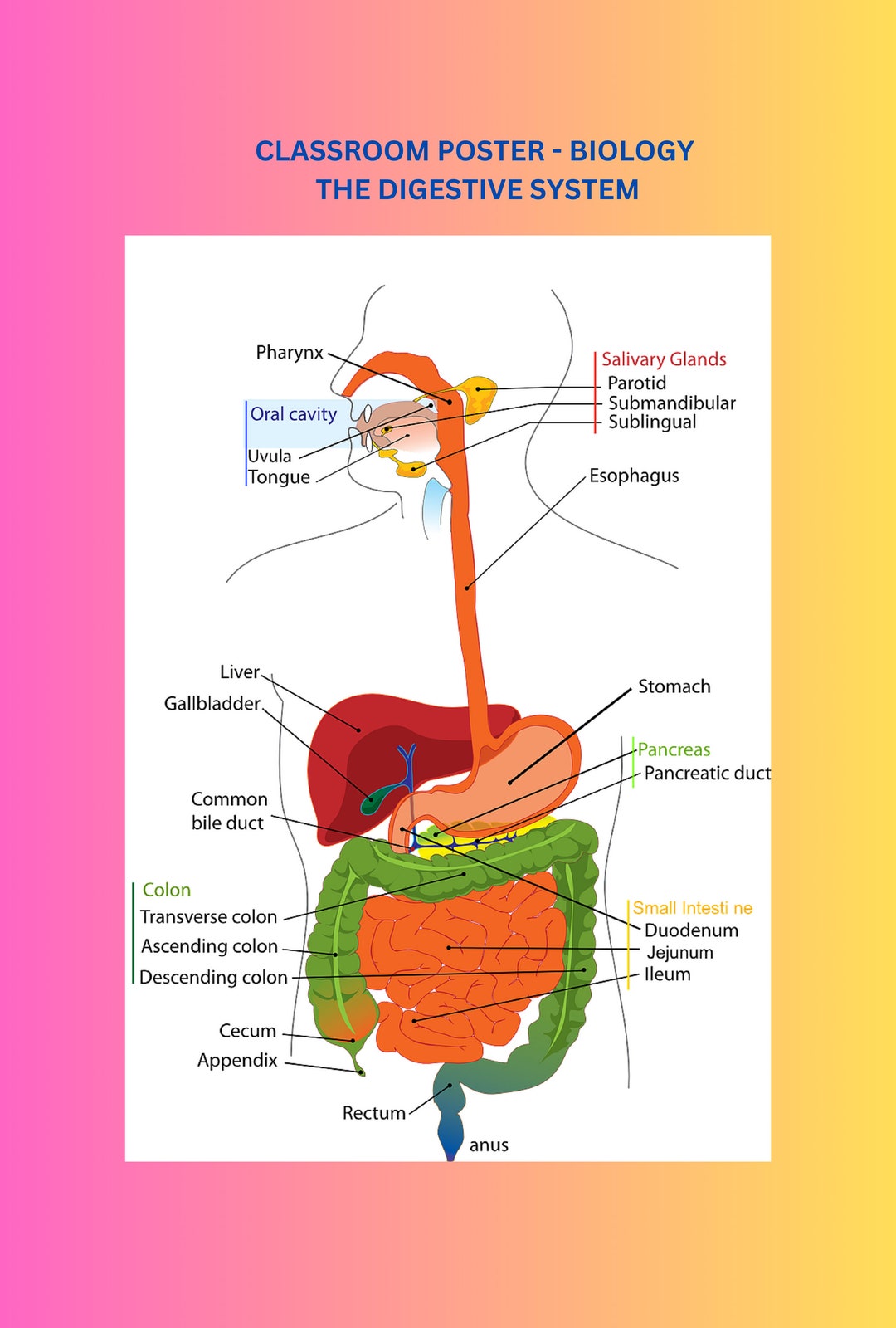 Classroom Poster - Biology - Digestive System - Dual Color - 27 Inches ...