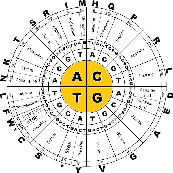 Amino Acids Poster - Etsy