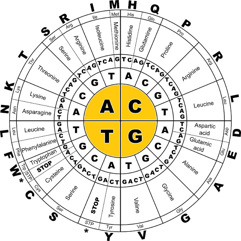 Classroom Poster - Biology - DNA Amino Acids 24 Inches Wide by 36 ...