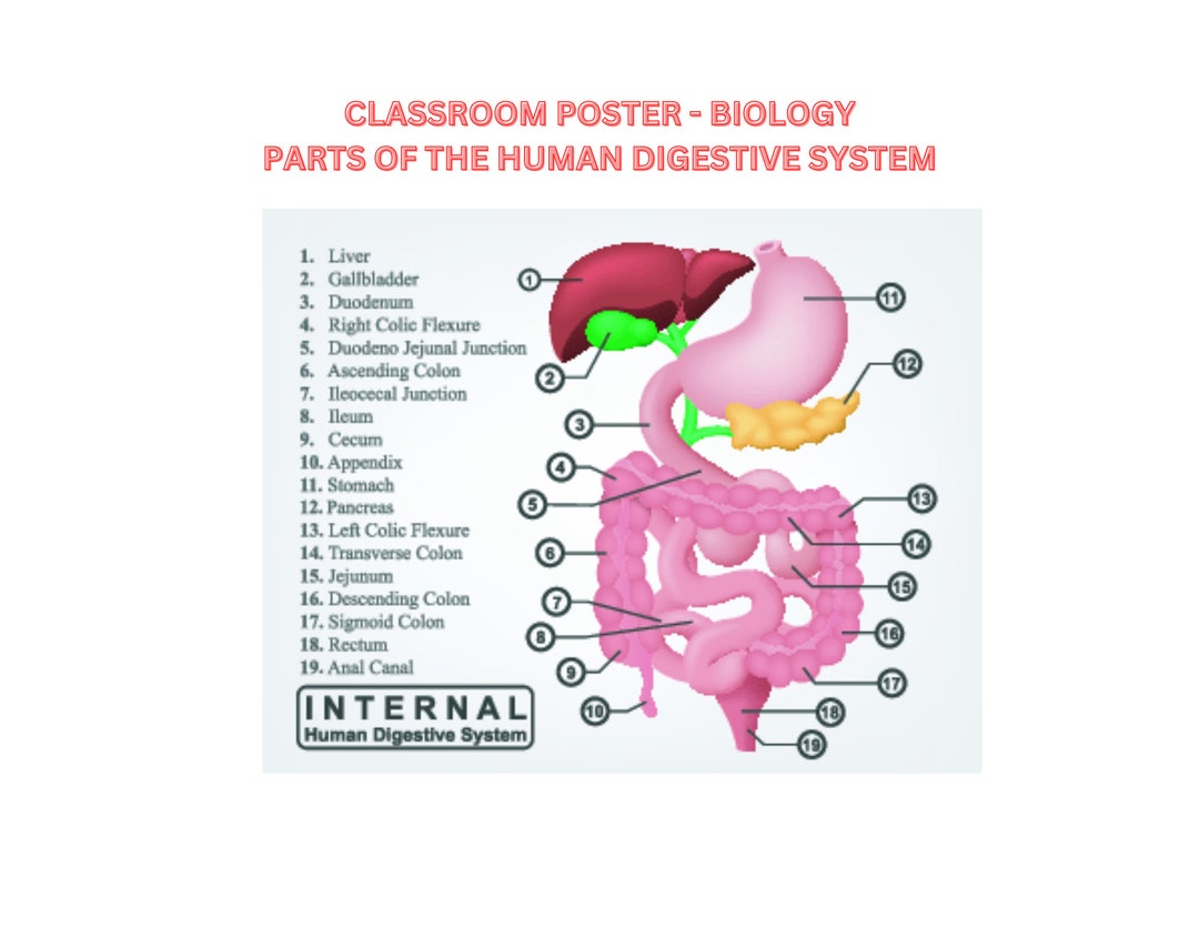 Classroom Poster - Biology - Parts of the Human Digestive System - 20.7 ...