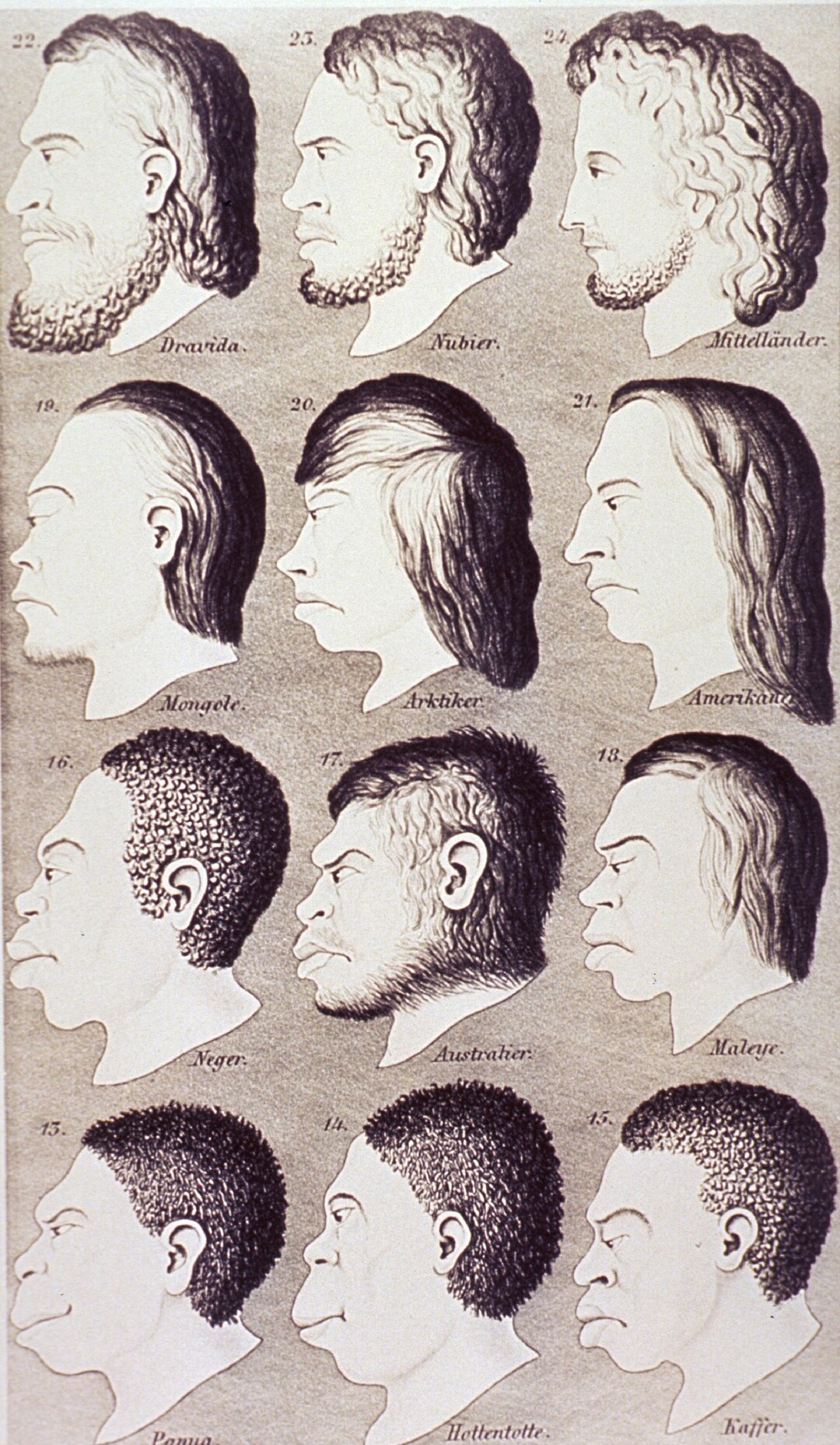 Classroom Poster Evolution Facial Features 24 Inches Wide by 36 Inches ...