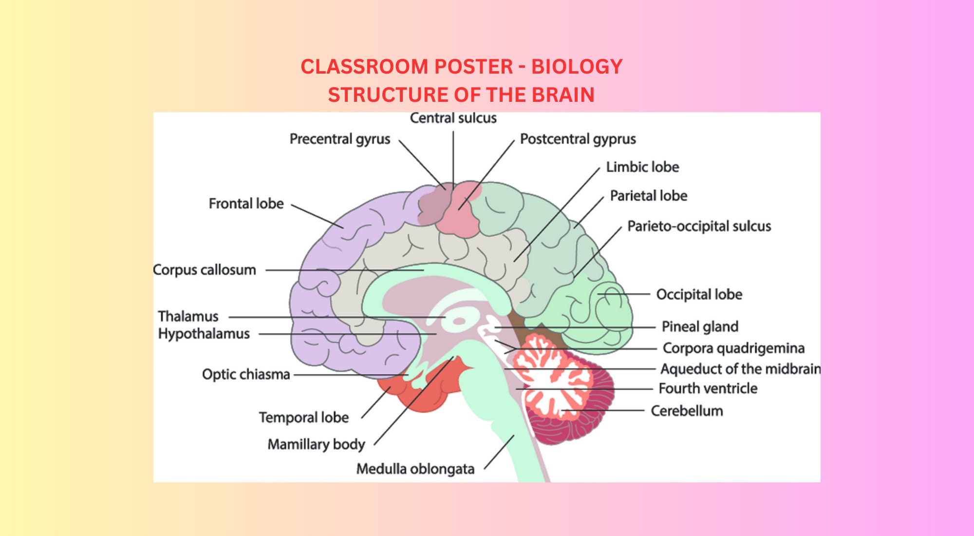 Classroom Poster - Biology - Structure of the Brain - 20 Inches Wide by ...