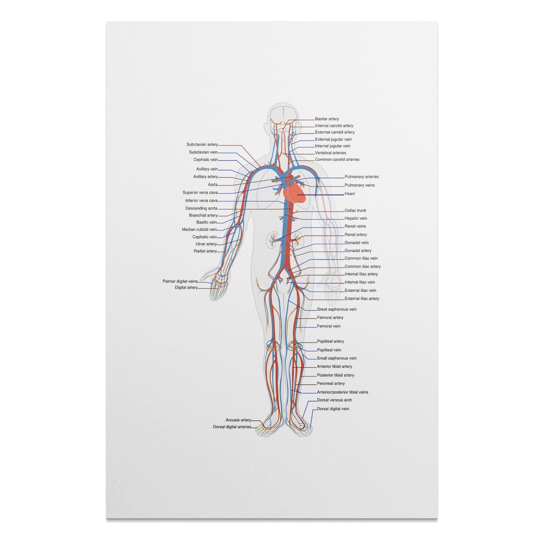 Anatomy Medical Poster, Human Body Circulatory System, Educational Wall ...