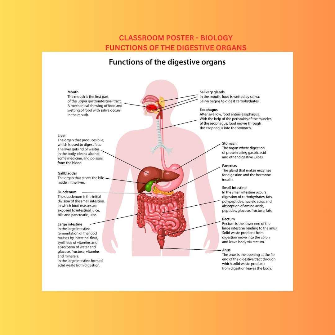 Classroom Poster - Functions of the Digestive Organs - 13 Inches Wide by 13 Inches High - Etsy