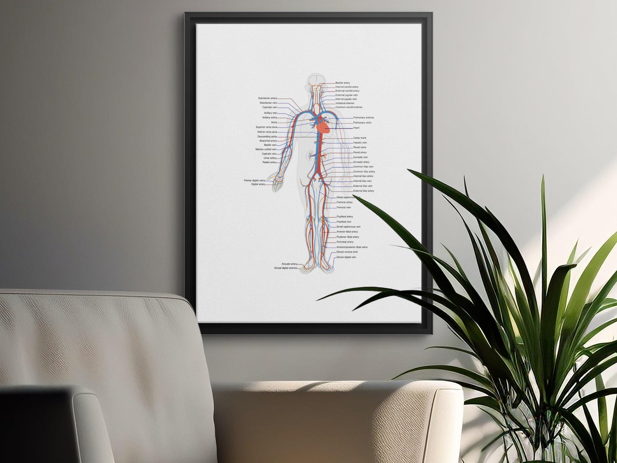 Human Anatomy Circulatory System Poster Education Chart, Medical School ...