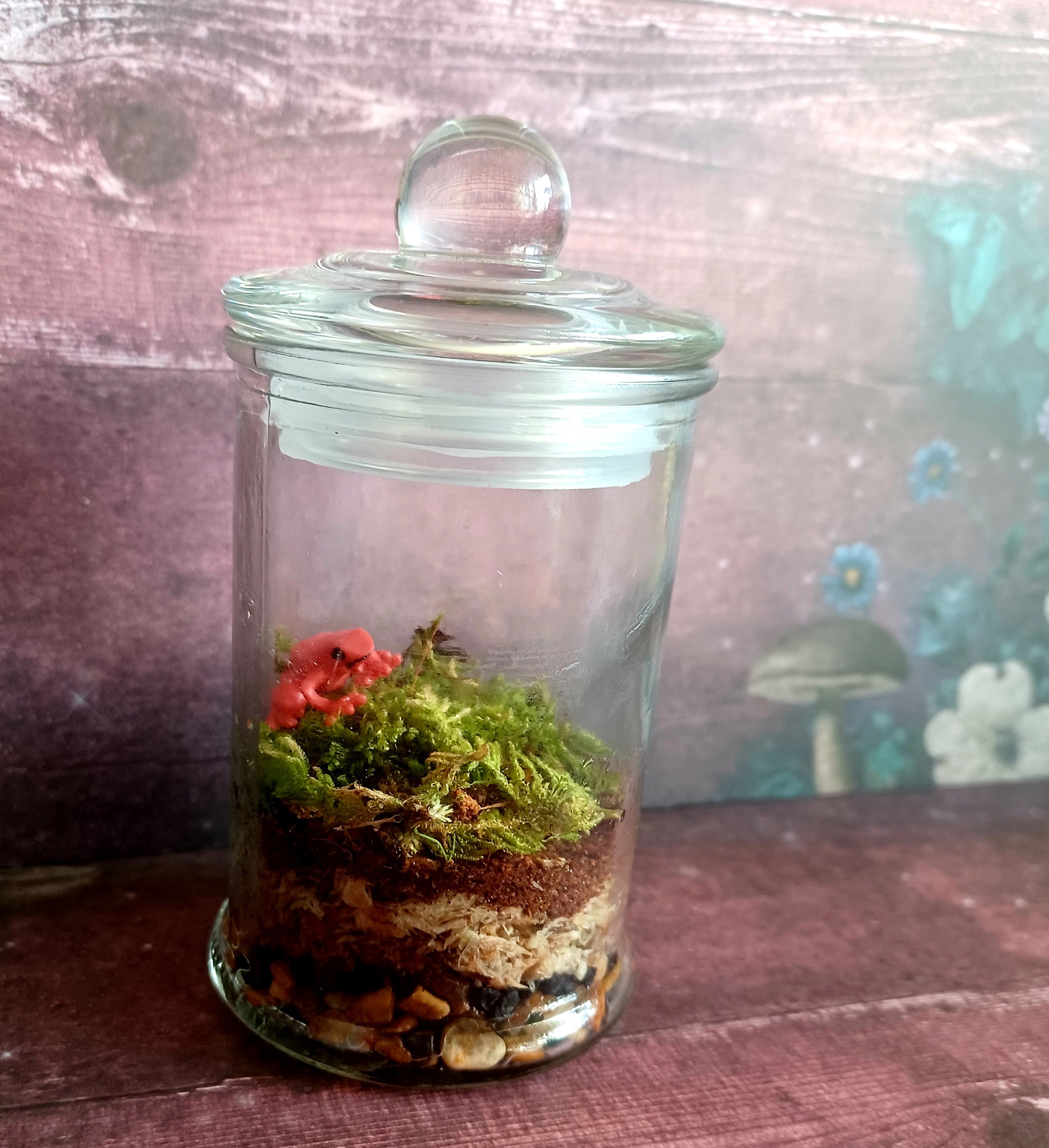Live Moss Terrarium Apothecary Jar - Etsy