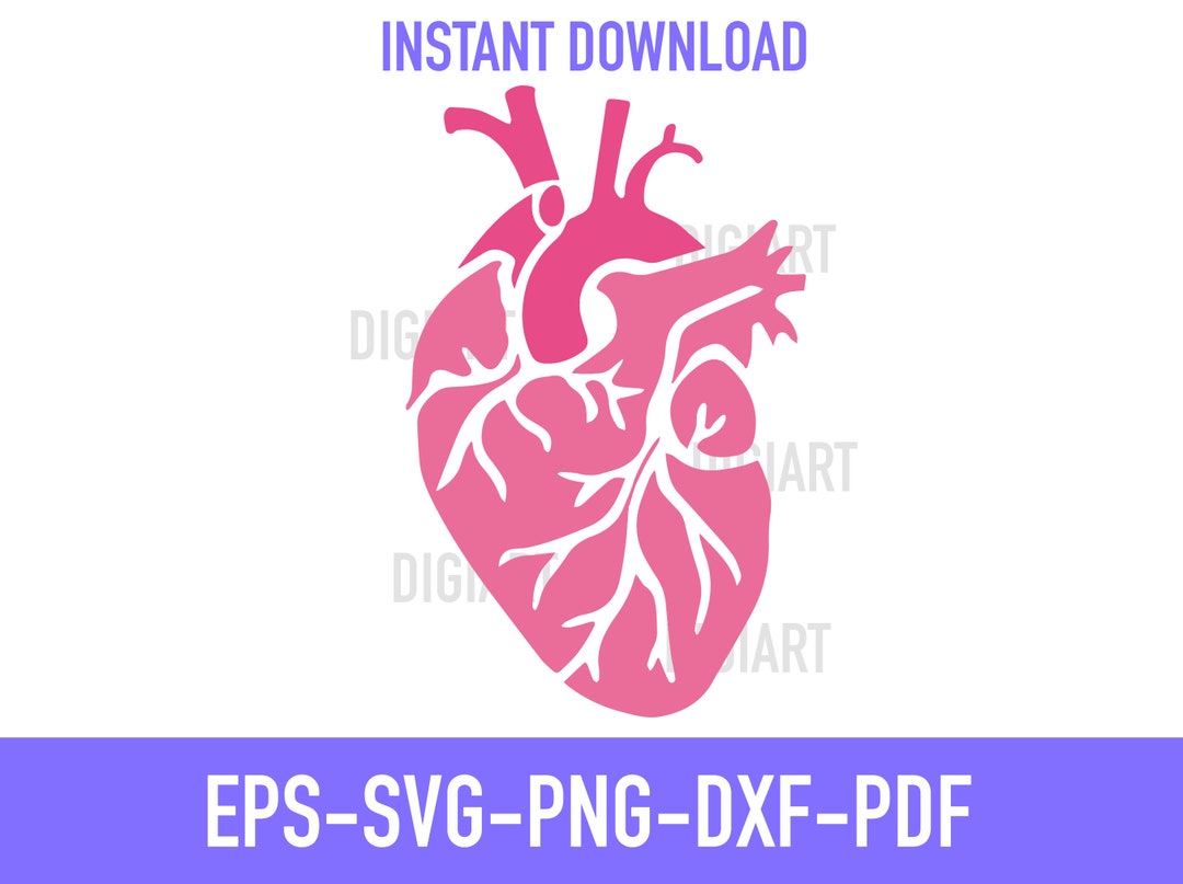 Heart Svg - Anatomy Human Heart SVG - Medical Unique Svg - Silhouette ...
