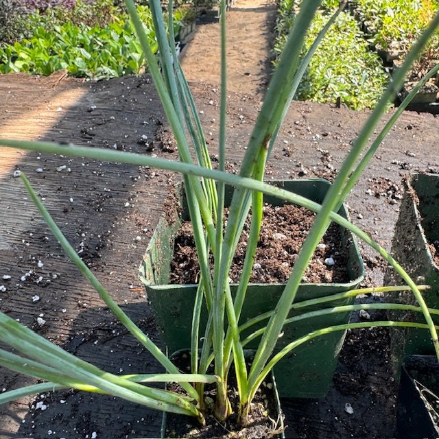 Hesperaloe Parviflora, Red Hummingbird Yucca, Live Plant, Southwest ...