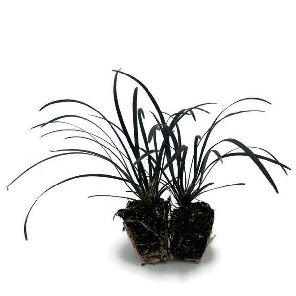 Black Mondo Grass Etsy