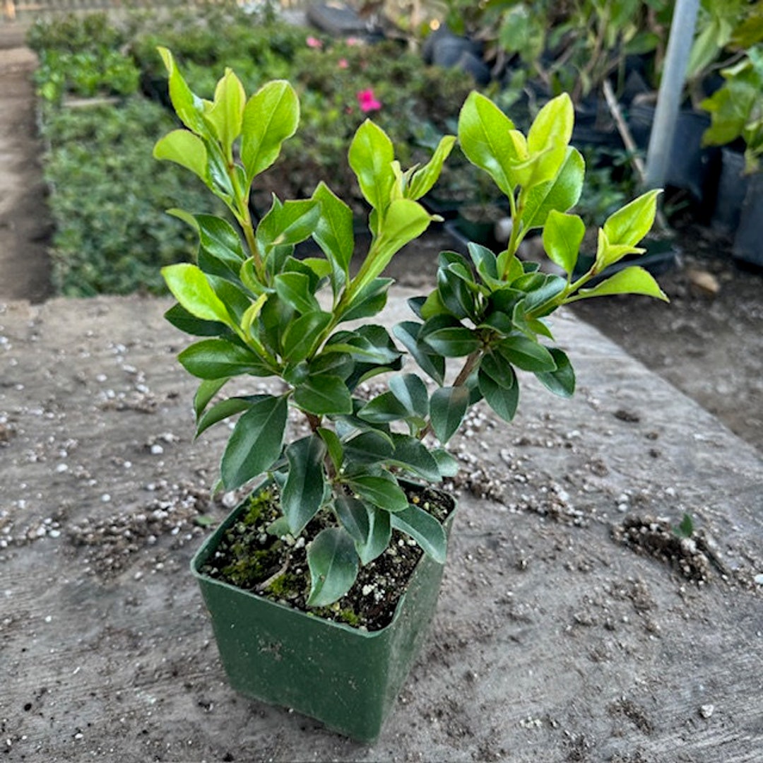 Dwarf Yedda Hawthorn: Compact Charm for Your Garden Vibrant and Easy to ...