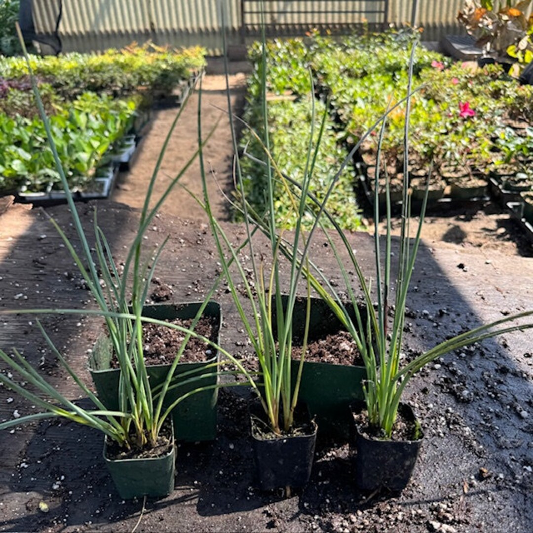 Hesperaloe Parviflora, Red Hummingbird Yucca, Live Plant, Southwest ...