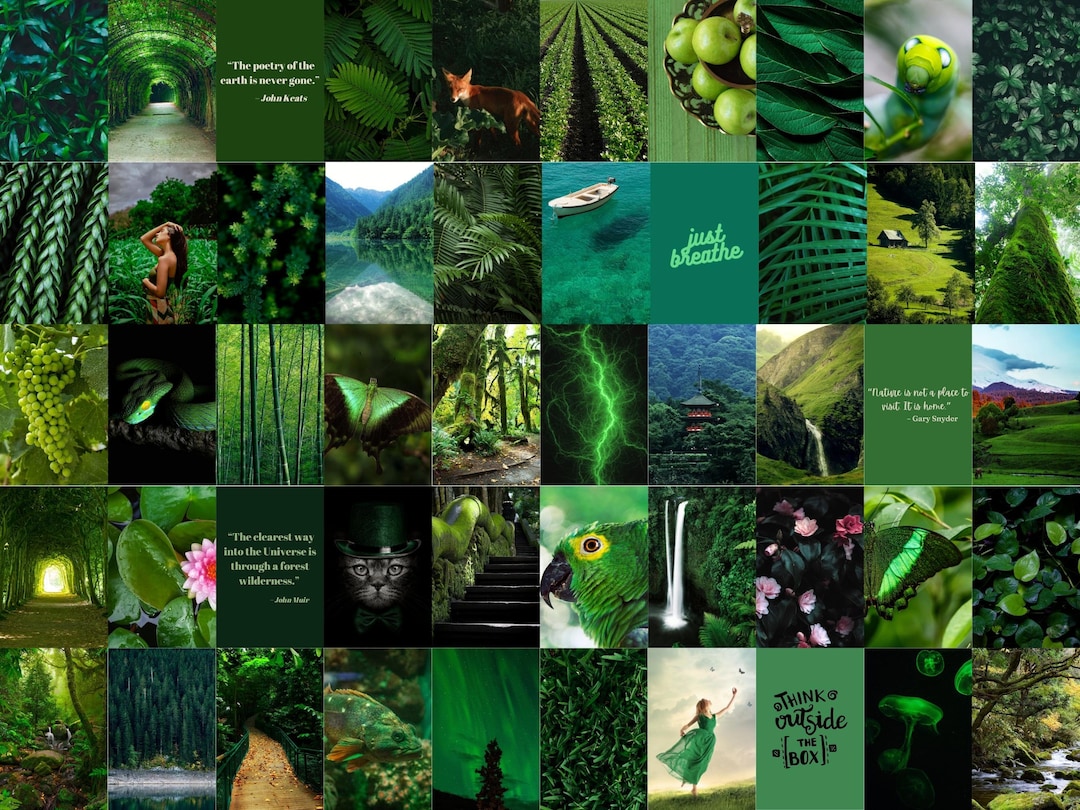 Plants In The Tropical Rainforest Collage