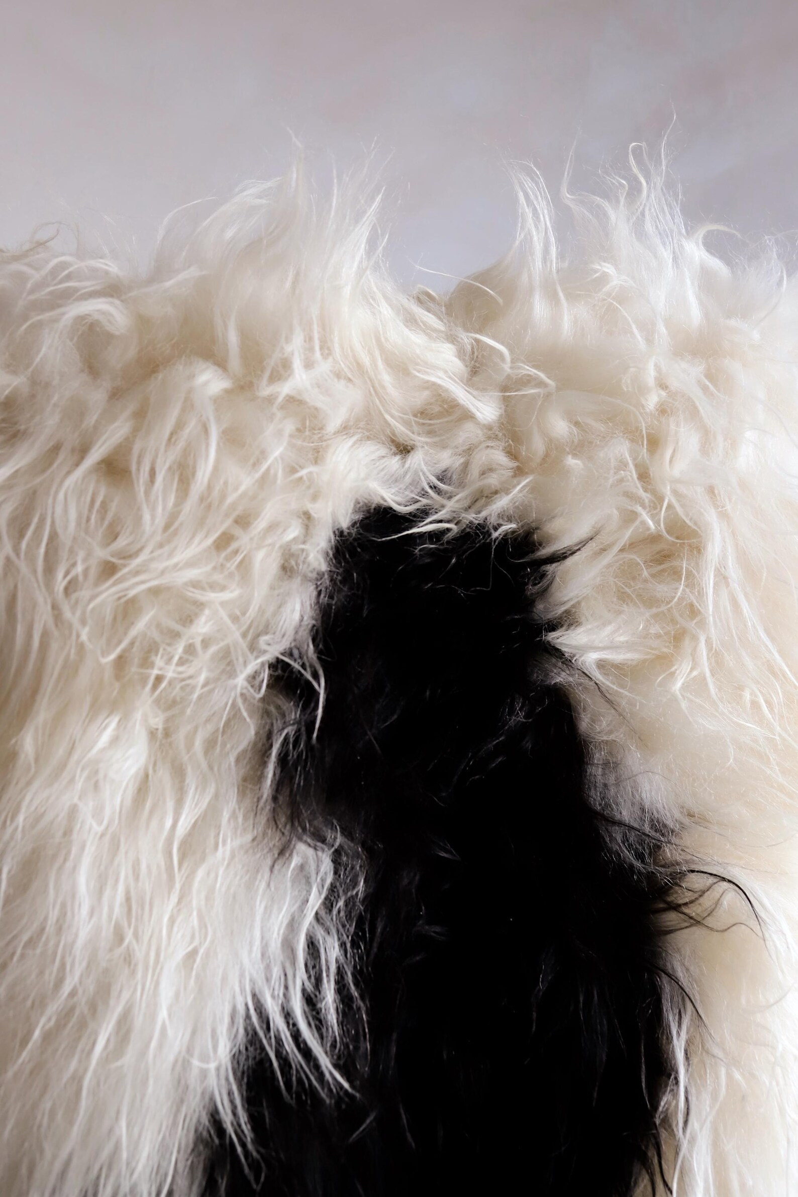 Icelandic Rare Breed Yinyang Black & White Sheepskin Hide Unique Large ...