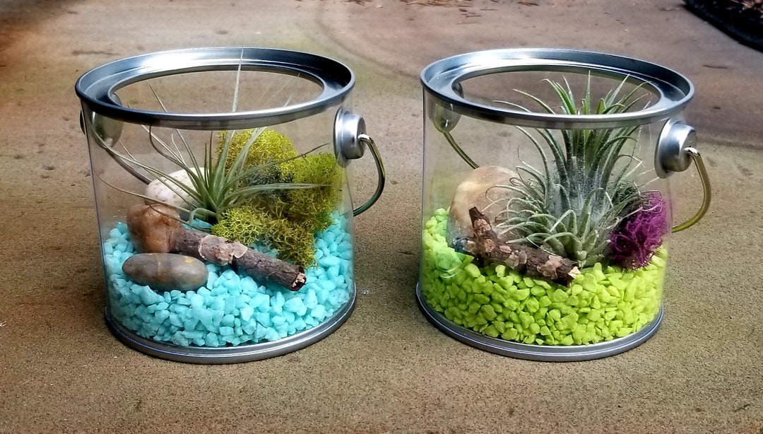 Paint Can Terrarium Air-plant Tilandsia - Etsy