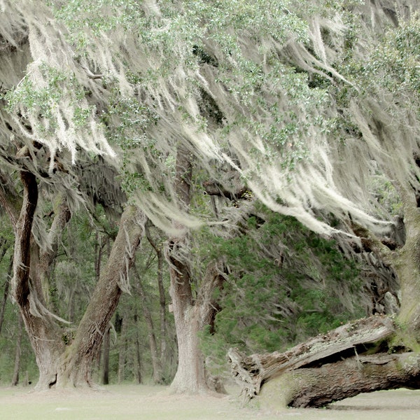 Spanish Moss Wall Art - Etsy