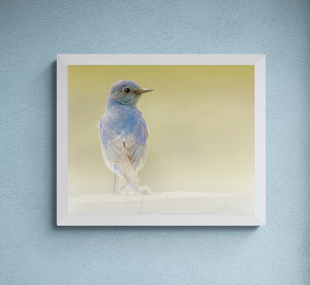 Mountain Bluebird Portrait Bluebird Print Songbird Print Porch and ...