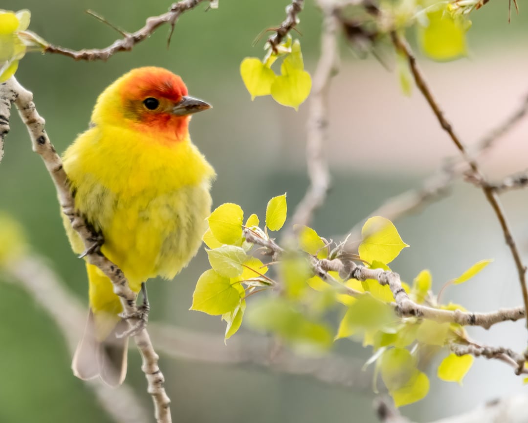 Western Tanager Wall Art | Tanager Photo | Bird Wall Art | Bird ...