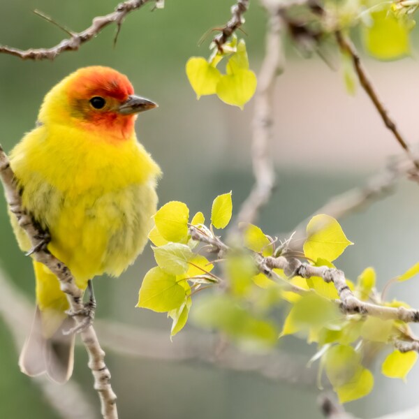Western Tanager Art - Etsy