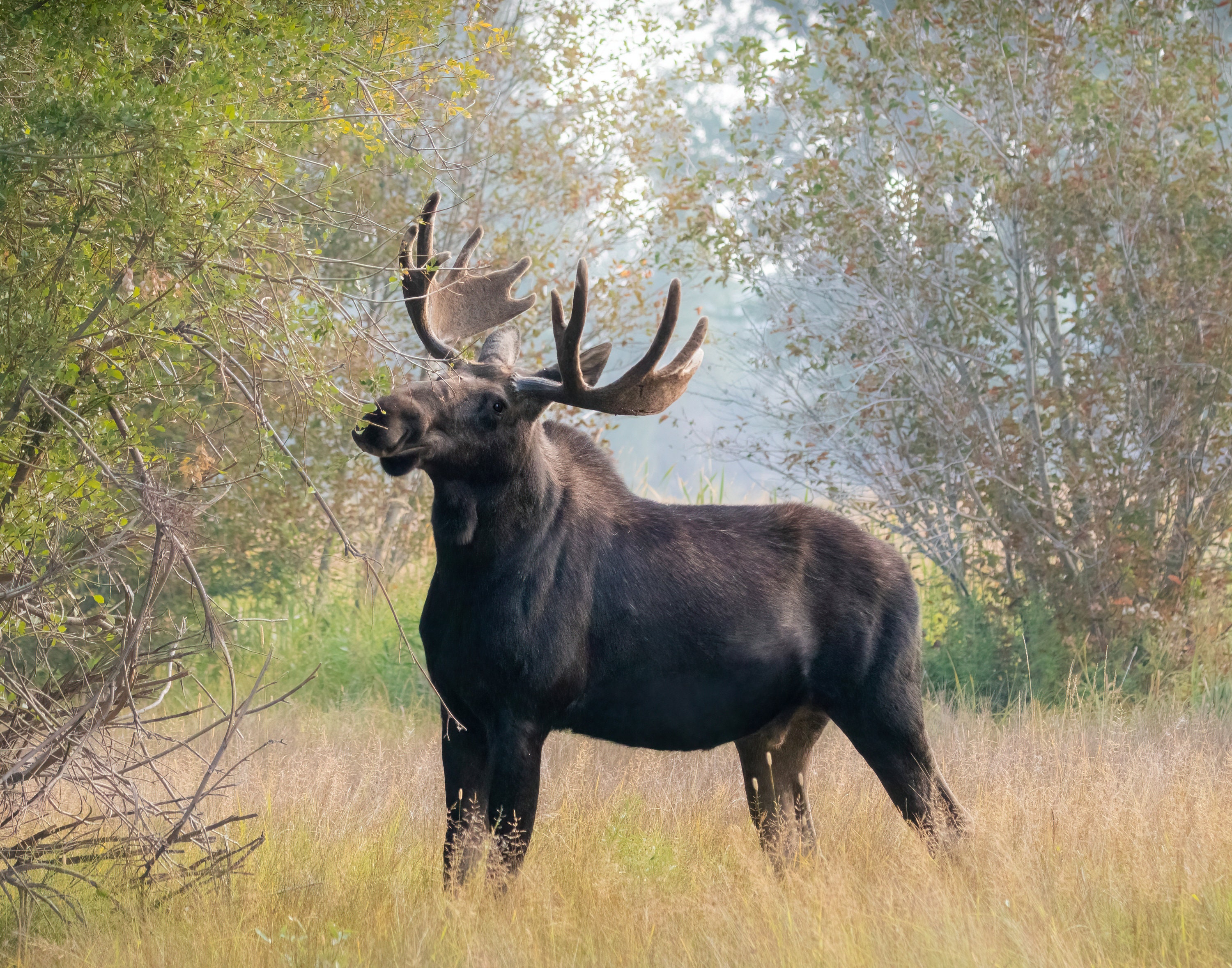Bullmoose Print | Moose Wall Art | Lodge Decor | Watercolor Moose Photo ...