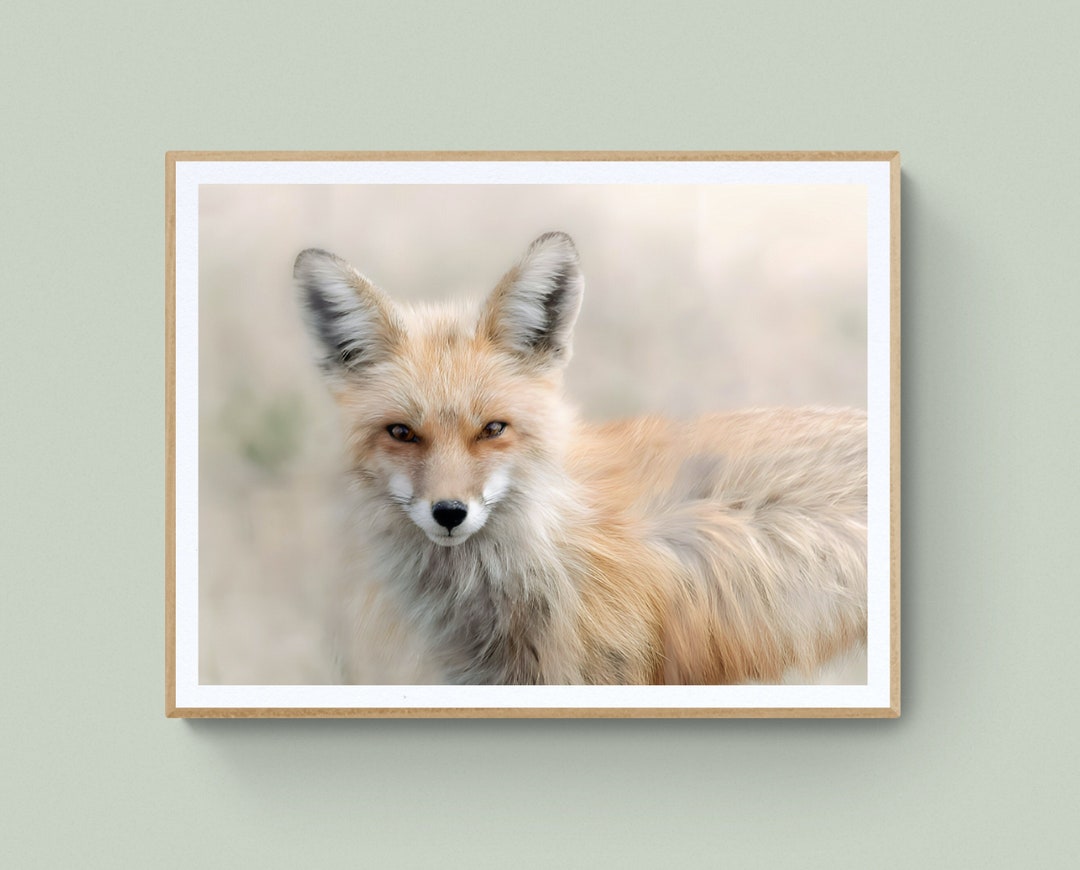 Red Fox Print | Wildlife Photo | Fox Portrait| Forest Animal Print ...