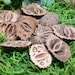 Black Walnut Shell Heels/embellishments - Assorted Sizes - Etsy