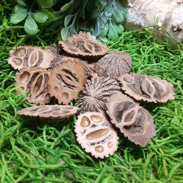 Black Walnut Shells - Etsy