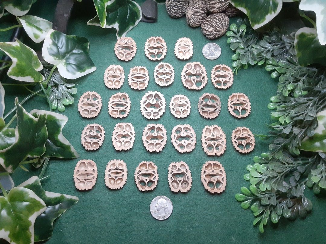 25 Black Walnut Outer Cut Shell Slices - Style B - Etsy
