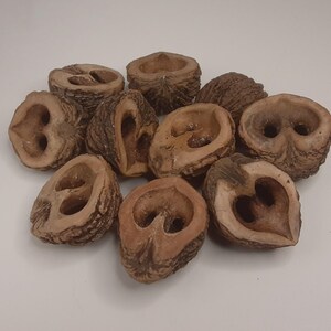 Black Walnut Shell Halves - Perfect for Crafts or Jewelry - Etsy